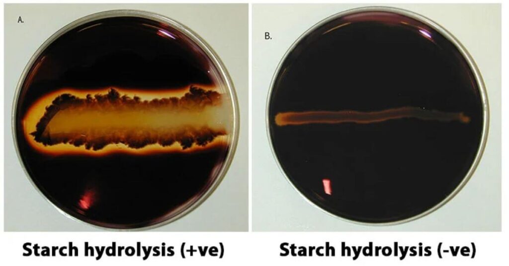 Starch Hydrolysis Test : Objective, Principle, Procedure, Results - PhD ...