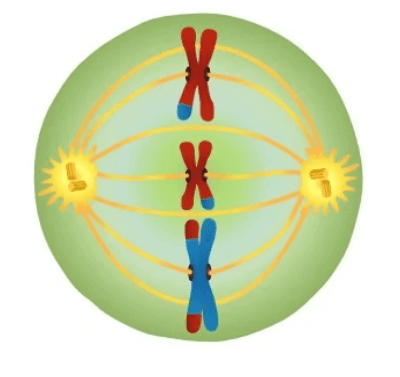 Metaphase in Mitosis and Meiosis (Metaphase 1 and 2), Diagram - PhD Nest