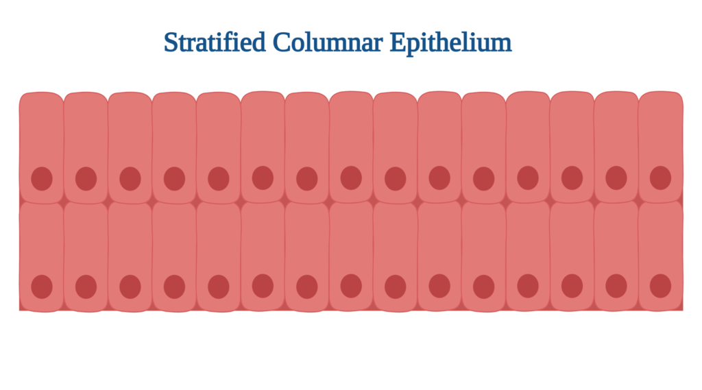 Stratified Columnar Epithelium: Overview, Structure and Functions - PhD ...