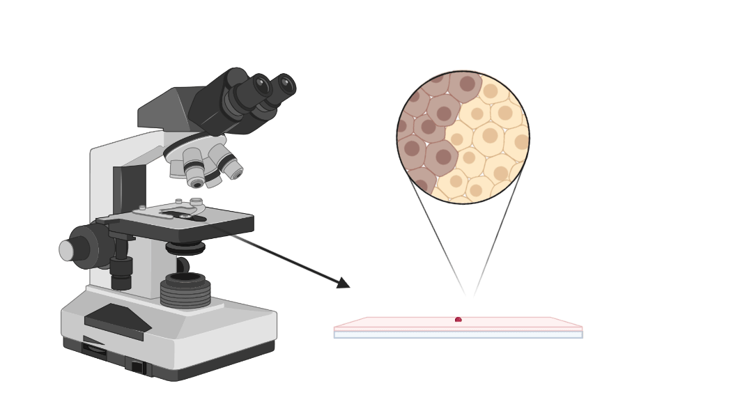 Parts Of Microscope Microscope Labeled Diagram And Functions PhD Nest