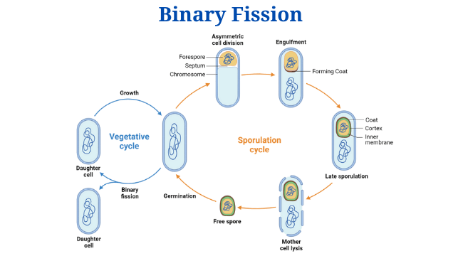 Binary Fission: Definition, Steps, Types, Examples - PhD Nest Binary Fission: Definition, Steps, Types, Examples - PhD Nest