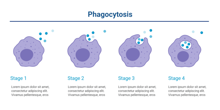 Endocytosis: Definition, Process, Types and Examples - PhD Nest