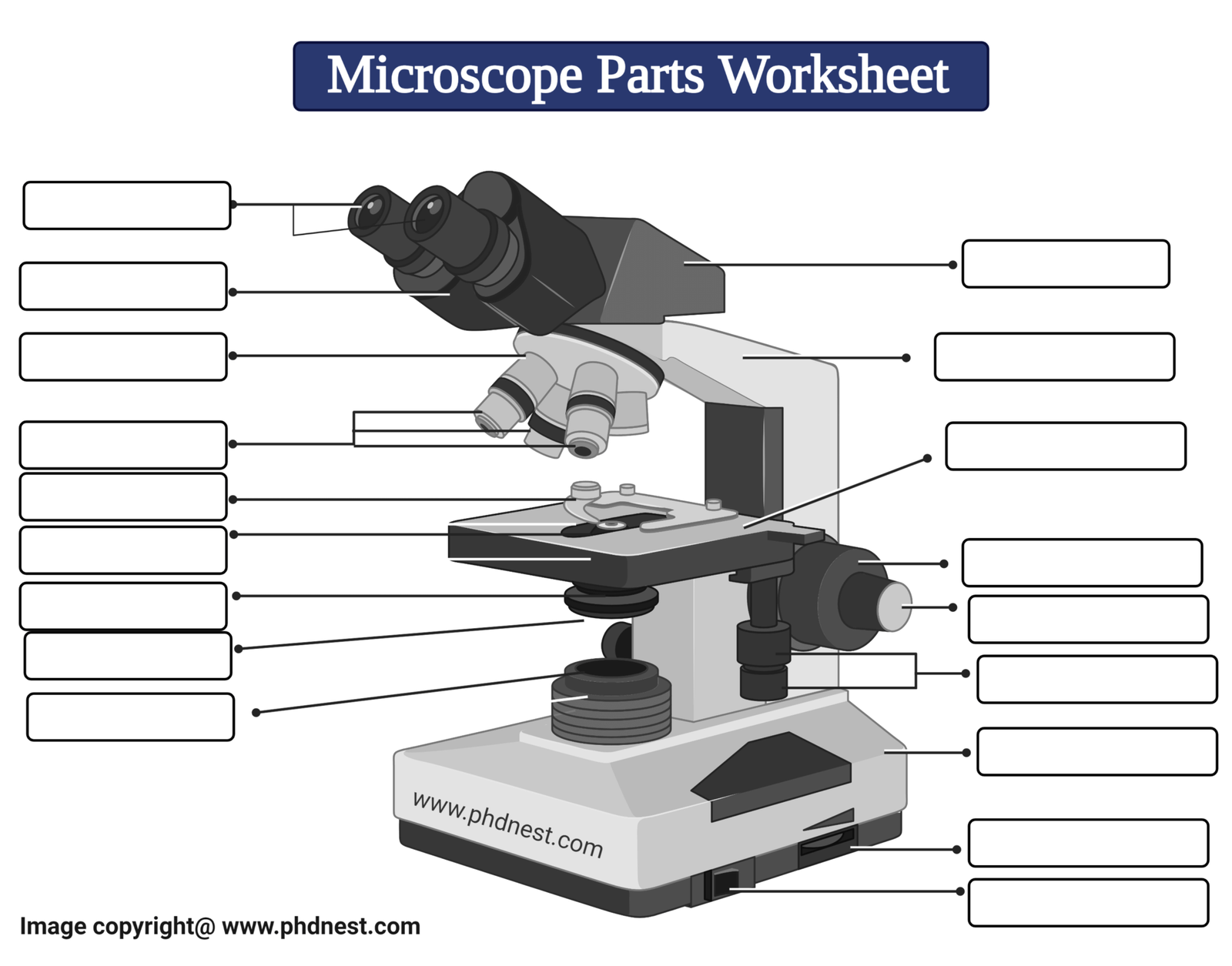 Parts of Microscope, Microscope Labeled Diagram and Functions - PhD Nest