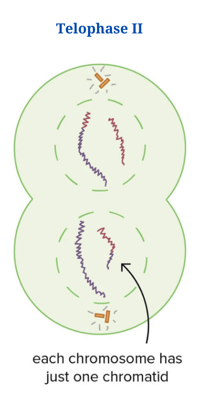 Telophase in Mitosis and Meiosis (Telophase I, II) - PhD Nest
