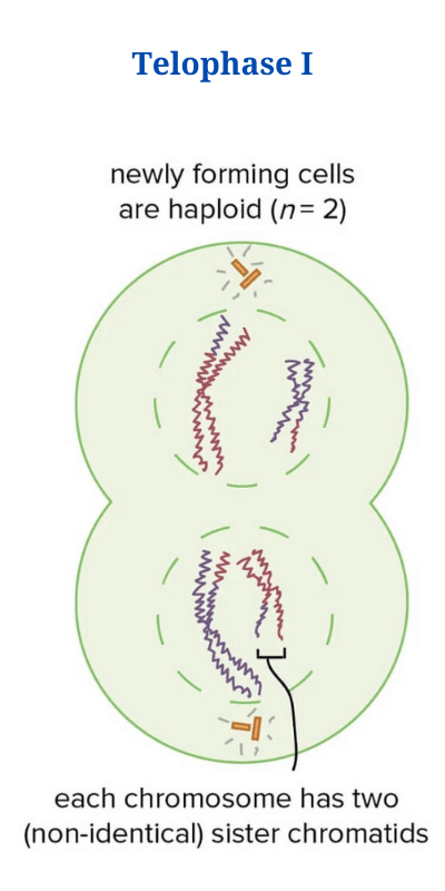 Telophase in Mitosis and Meiosis (Telophase I, II) - PhD Nest