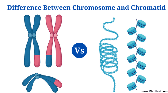 Chromosome Vs Chromatid: Definition, Differences, Examples - PhD Nest Chromosome Vs Chromatid: Definition, Differences, Examples - PhD Nest