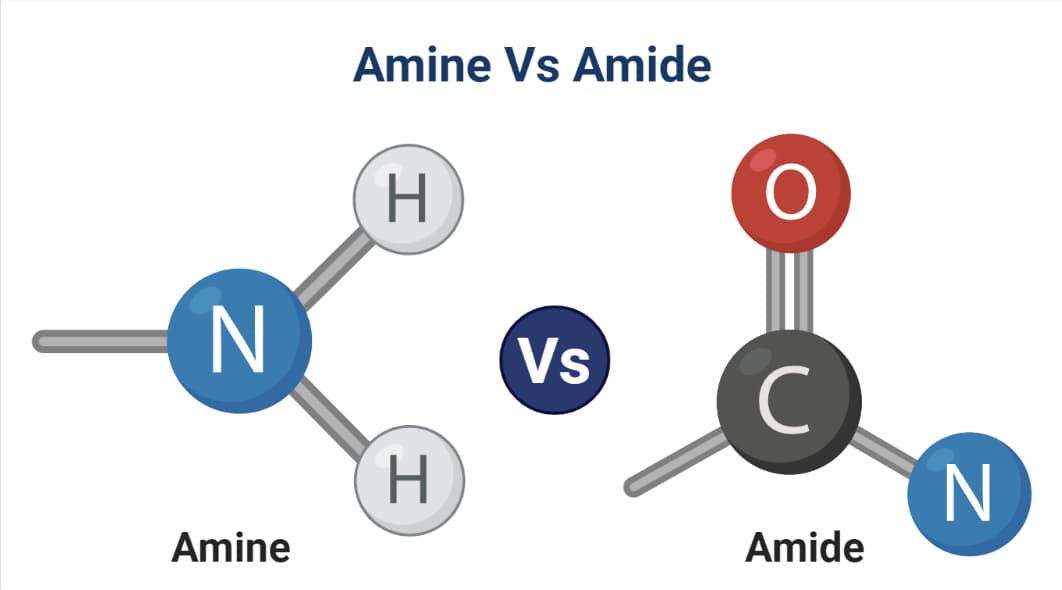 Amine Vs Amide Structure Amine Vs Amide Structure