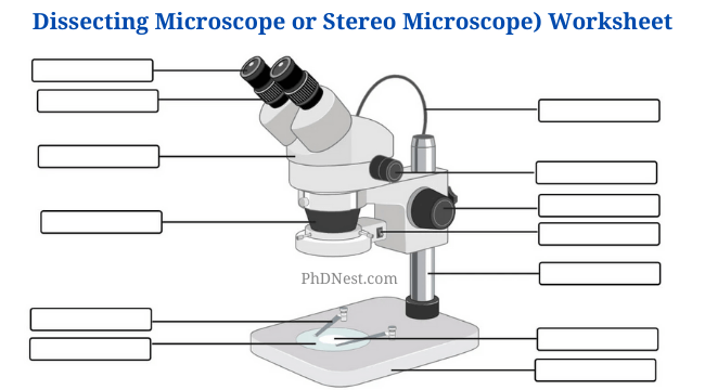 Dissecting Microscope (Stereo Microscope) Definition, Principle, Uses ... Dissecting Microscope (Stereo Microscope) Definition, Principle, Uses ...